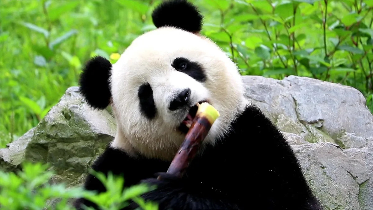 What Kind of Bamboo Do Giant Pandas Like to Eat? - Pandatribe