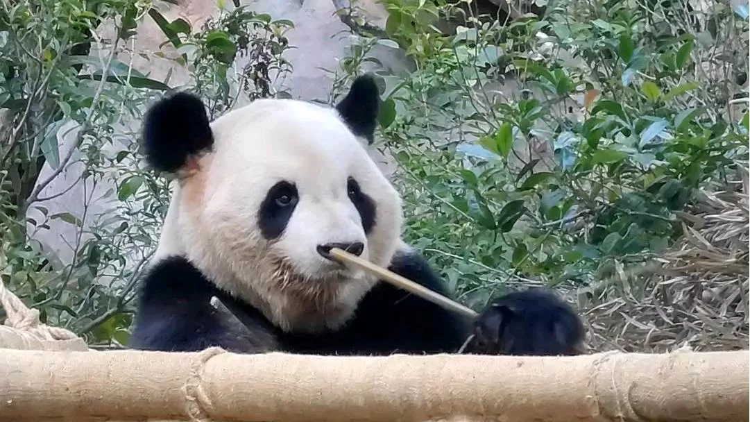 Panda Si Nian: Little Glutinous Rice Ball - Pandatribe