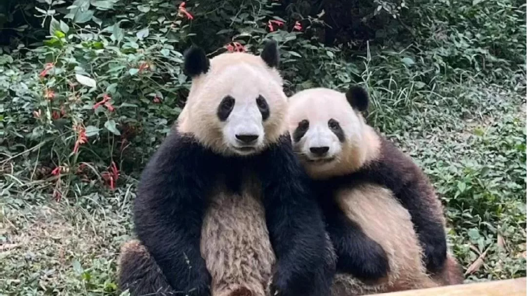 Giant Pandas "He Hua" and "He Ye" Will Be Separated - Pandatribe