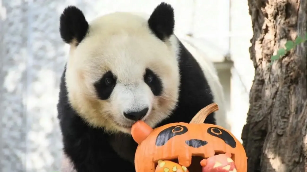 Panda Dan Dan: Kobe’s Golden Girl - Pandatribe