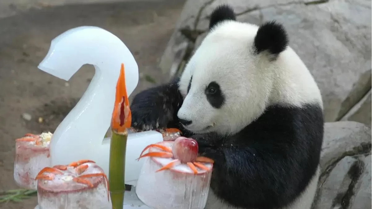 Panda Lin Hui: A Symbol of Friendship between China and Thailand ...
