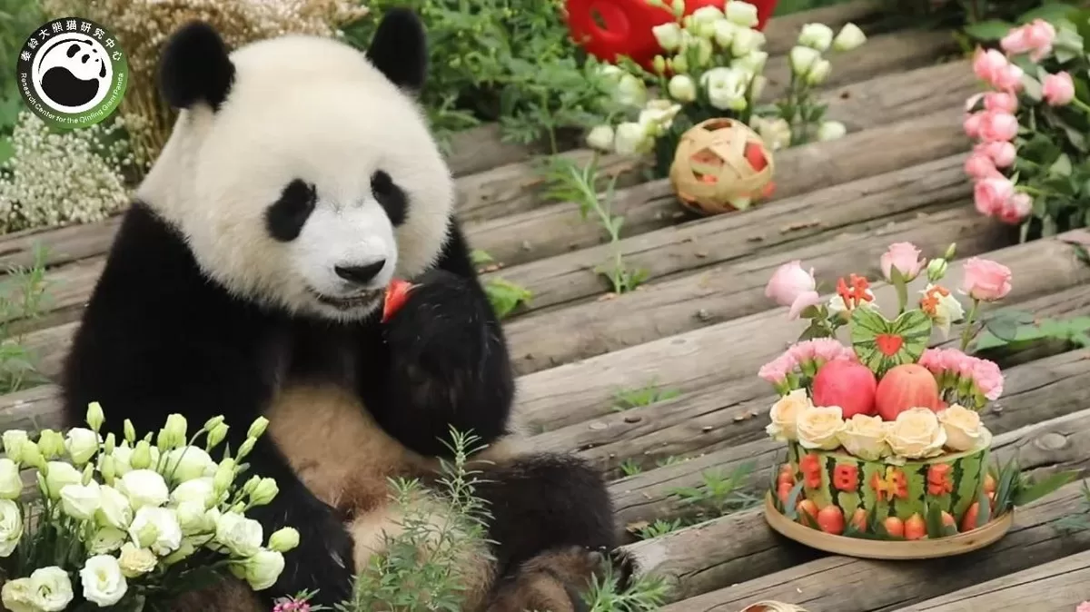 Panda Rong Rong: Adopted by Peihua Group - Pandatribe